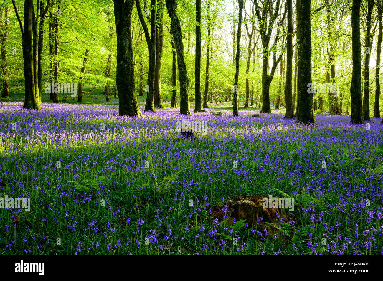 Bluebells in Barton Wood near Watersmeet in Exmoor National Park, Devon ...