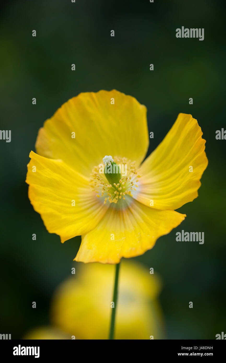 Welsh poppy meconopsis cambrica hi-res stock photography and images - Alamy