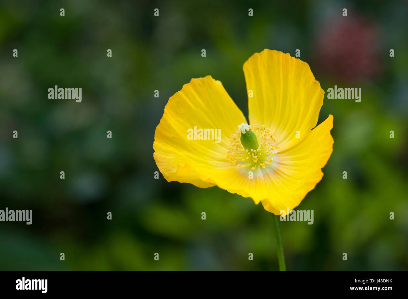 Meconopsis cambrica. Welsh Poppy flower Stock Photo - Alamy