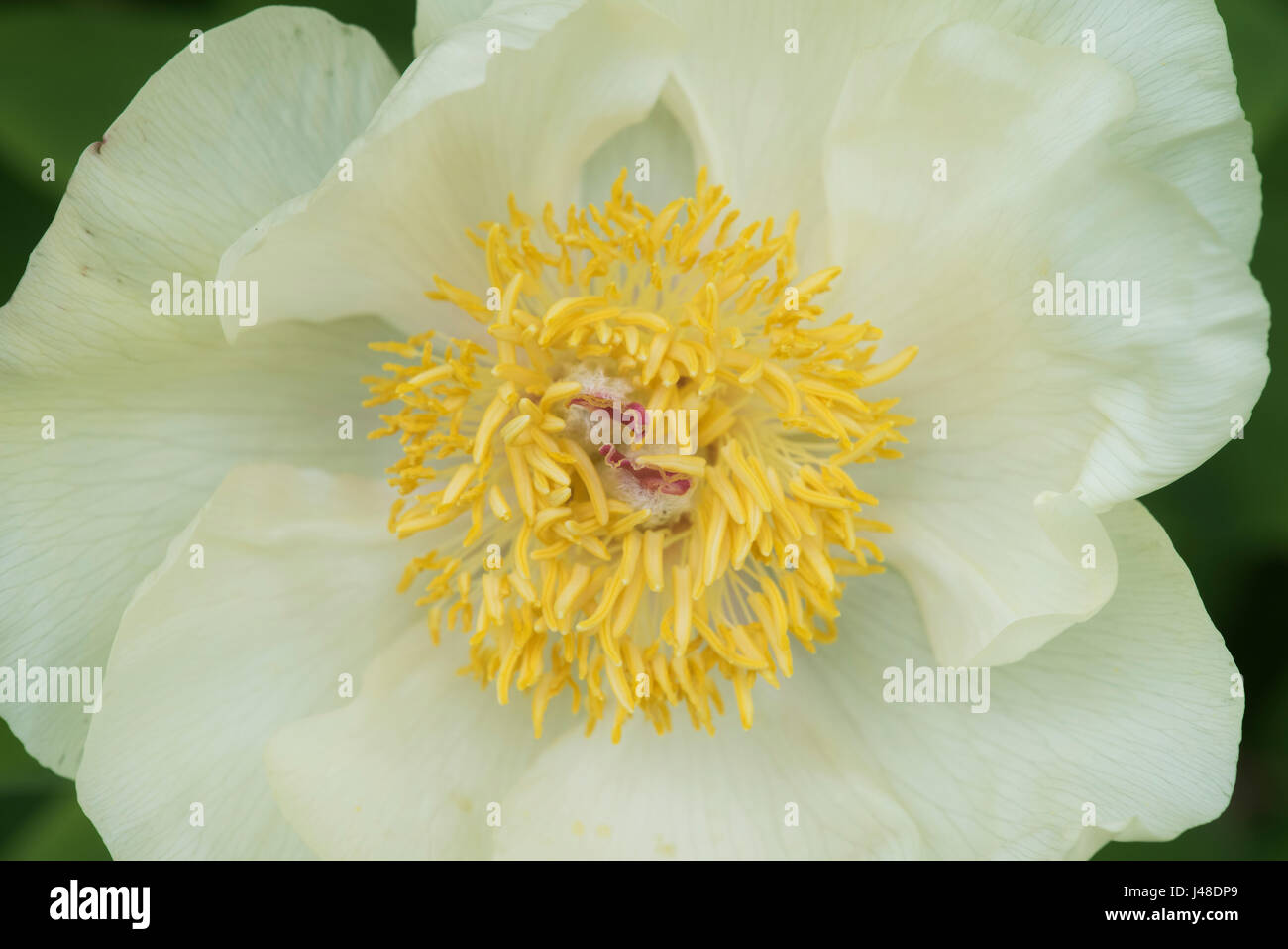 Paeonia mascula. Peony flower Stock Photo - Alamy