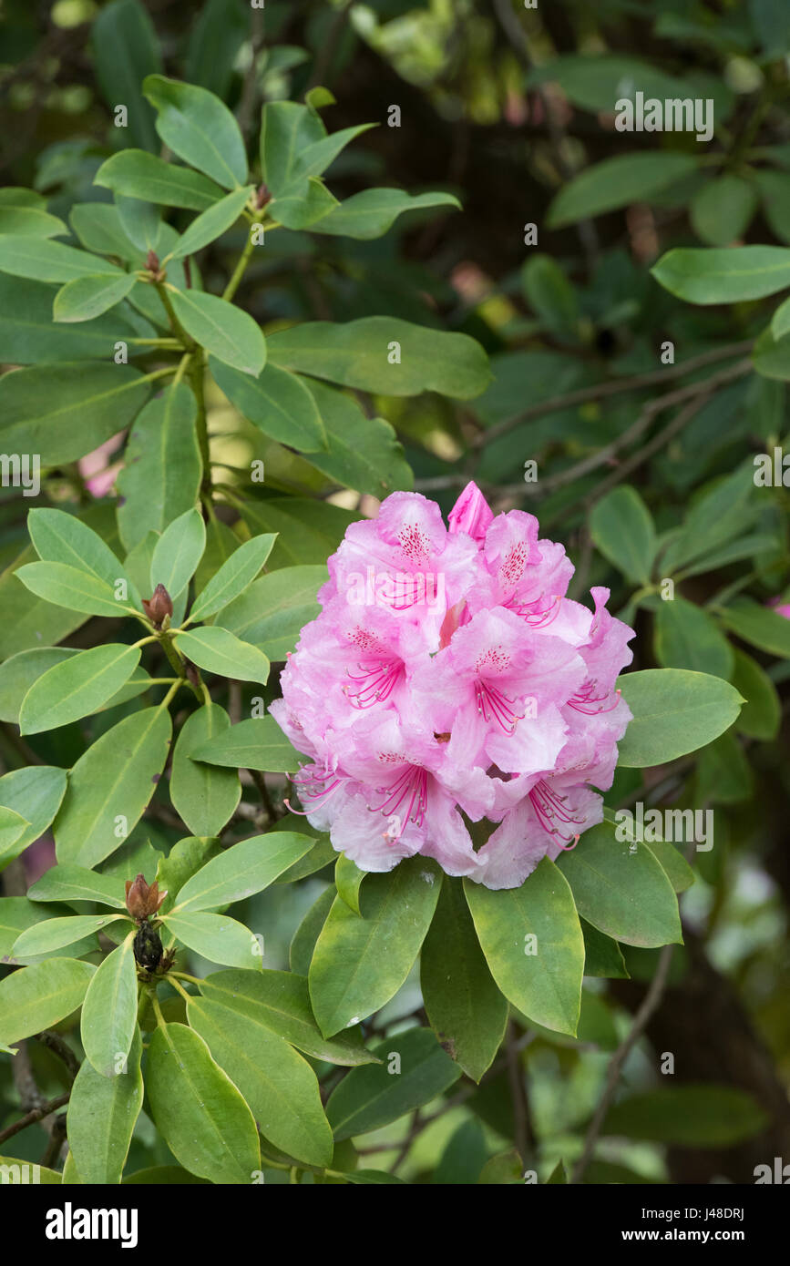 Rhododendron 'Pink pearl' flowering in spring. UK Stock Photo - Alamy