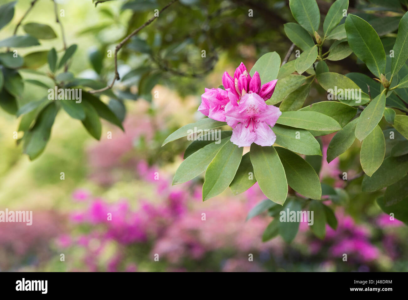 Rhododendron 'Pink pearl' flowering in spring. UK Stock Photo - Alamy