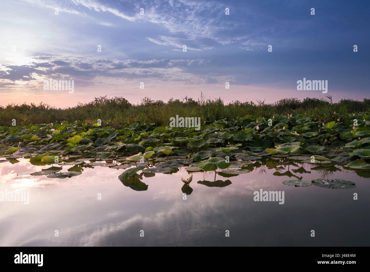 Lotus flowers on river Mincio Italy during a sunny day Stock Photo - Alamy