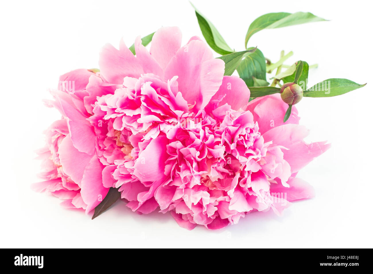 Pink flowers peonies blooming Cut Out Stock Images & Pictures - Alamy