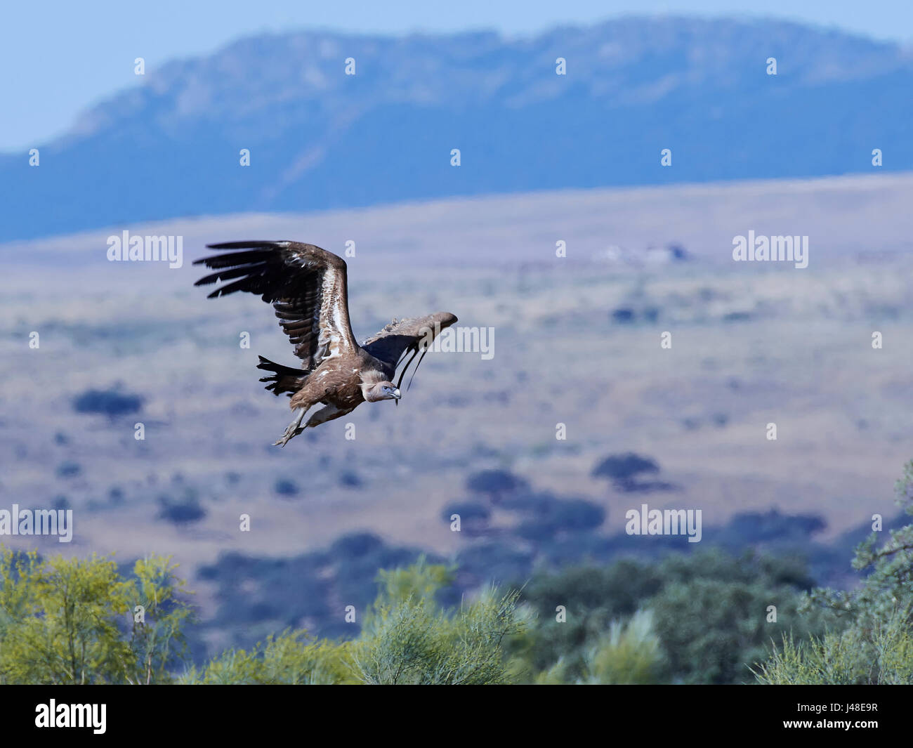 Griffon vulture in flight with a beautiful spanish landscape in the ...
