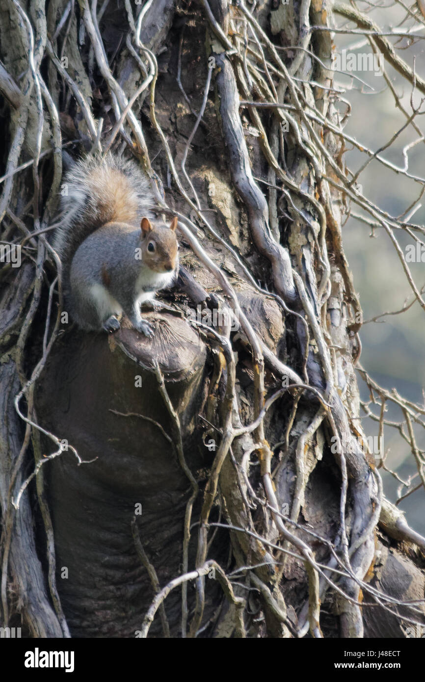 A grey squirrel, part way up a tree Stock Photo - Alamy