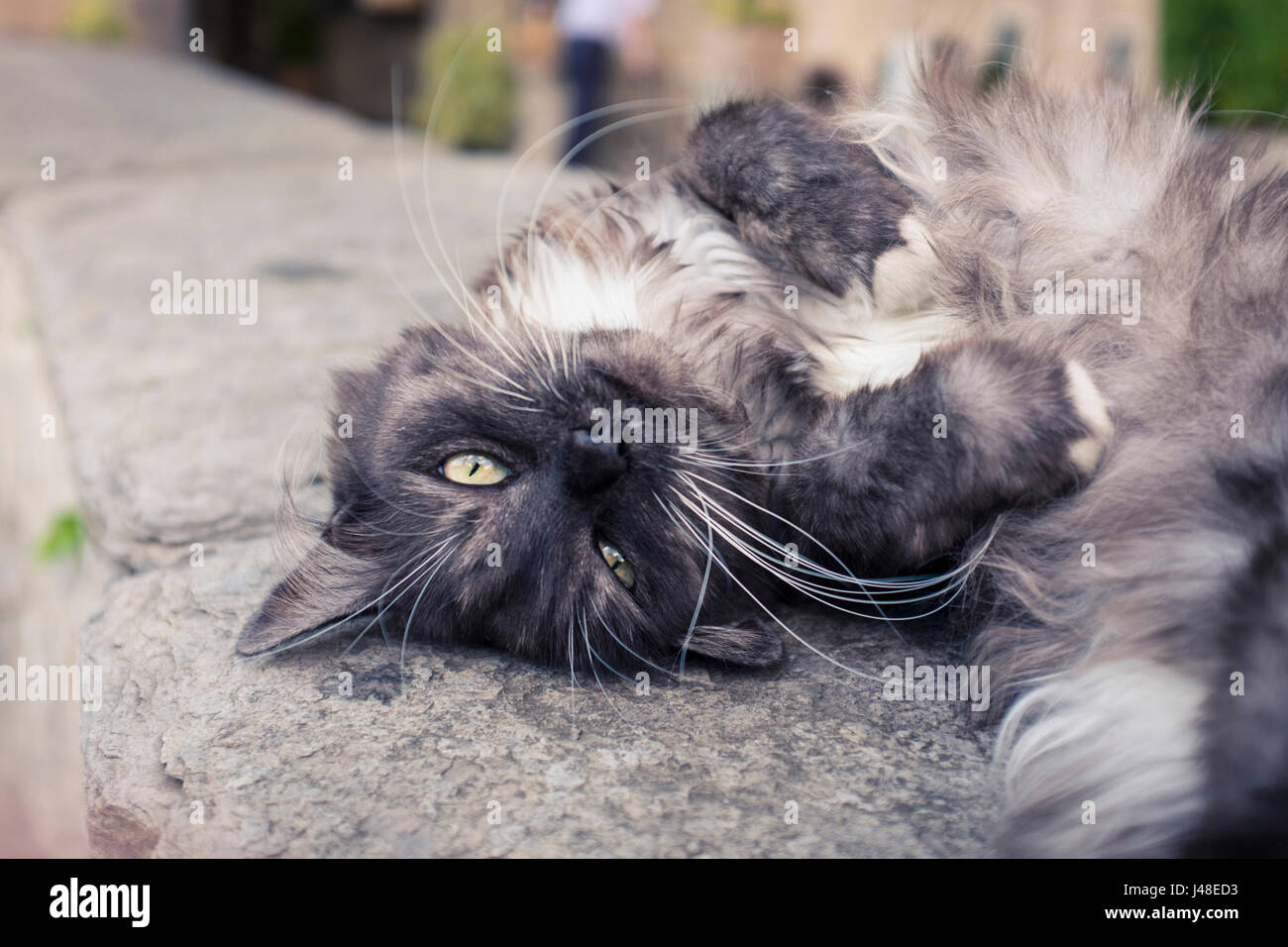 Charm and whiskers hi-res stock photography and images - Alamy