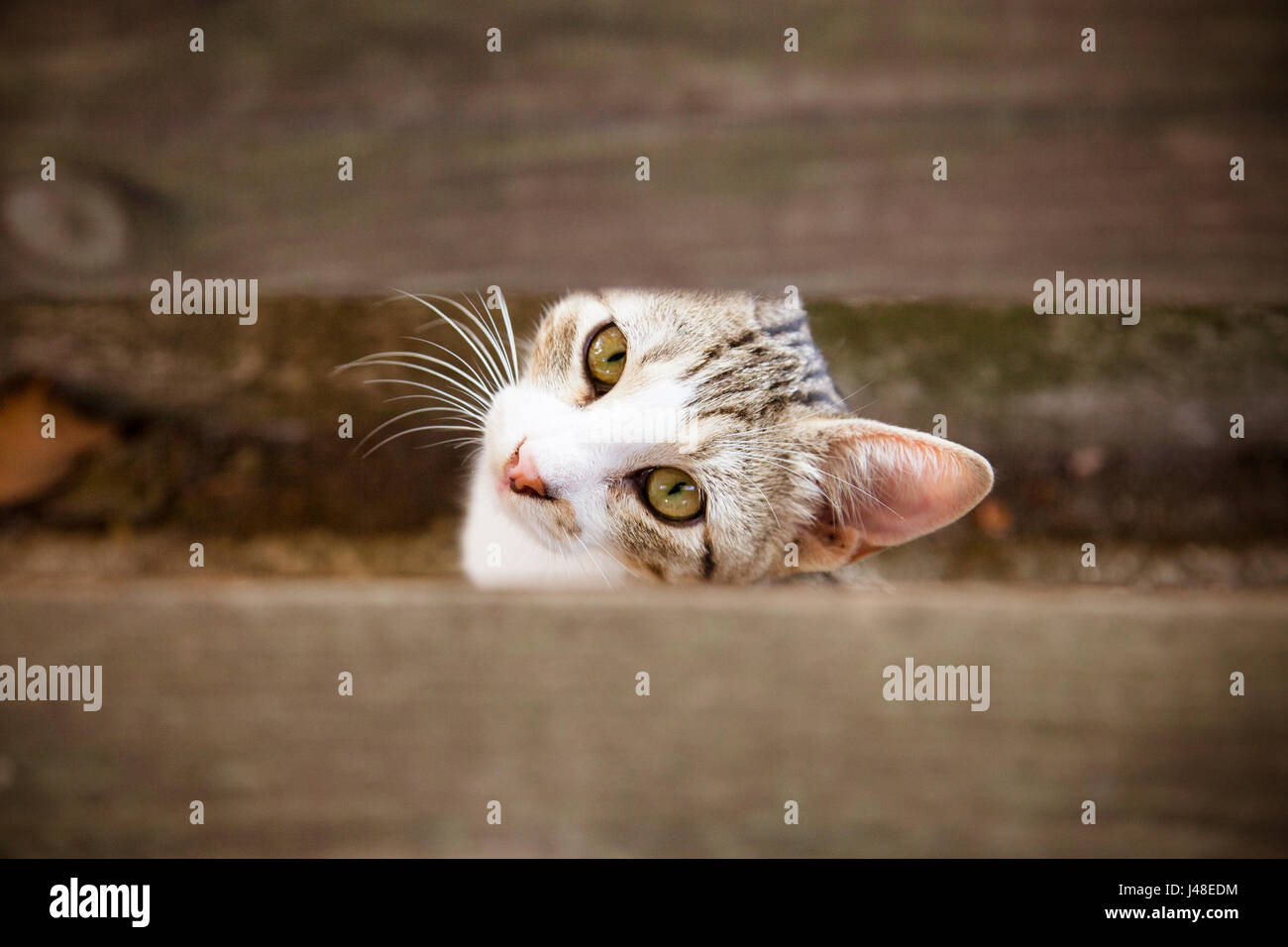 Cat peeking hi-res stock photography and images - Alamy