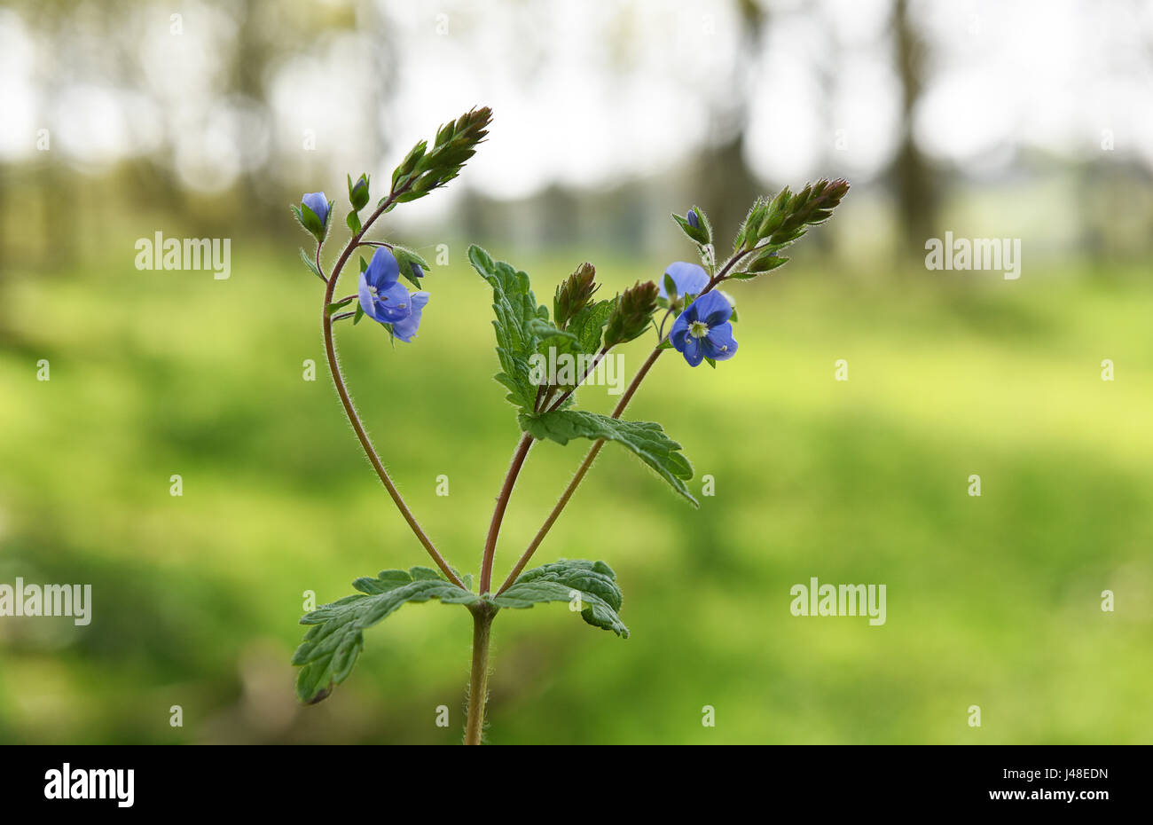 Germander Speedwell Uk High Resolution Stock Photography and Images - Alamy