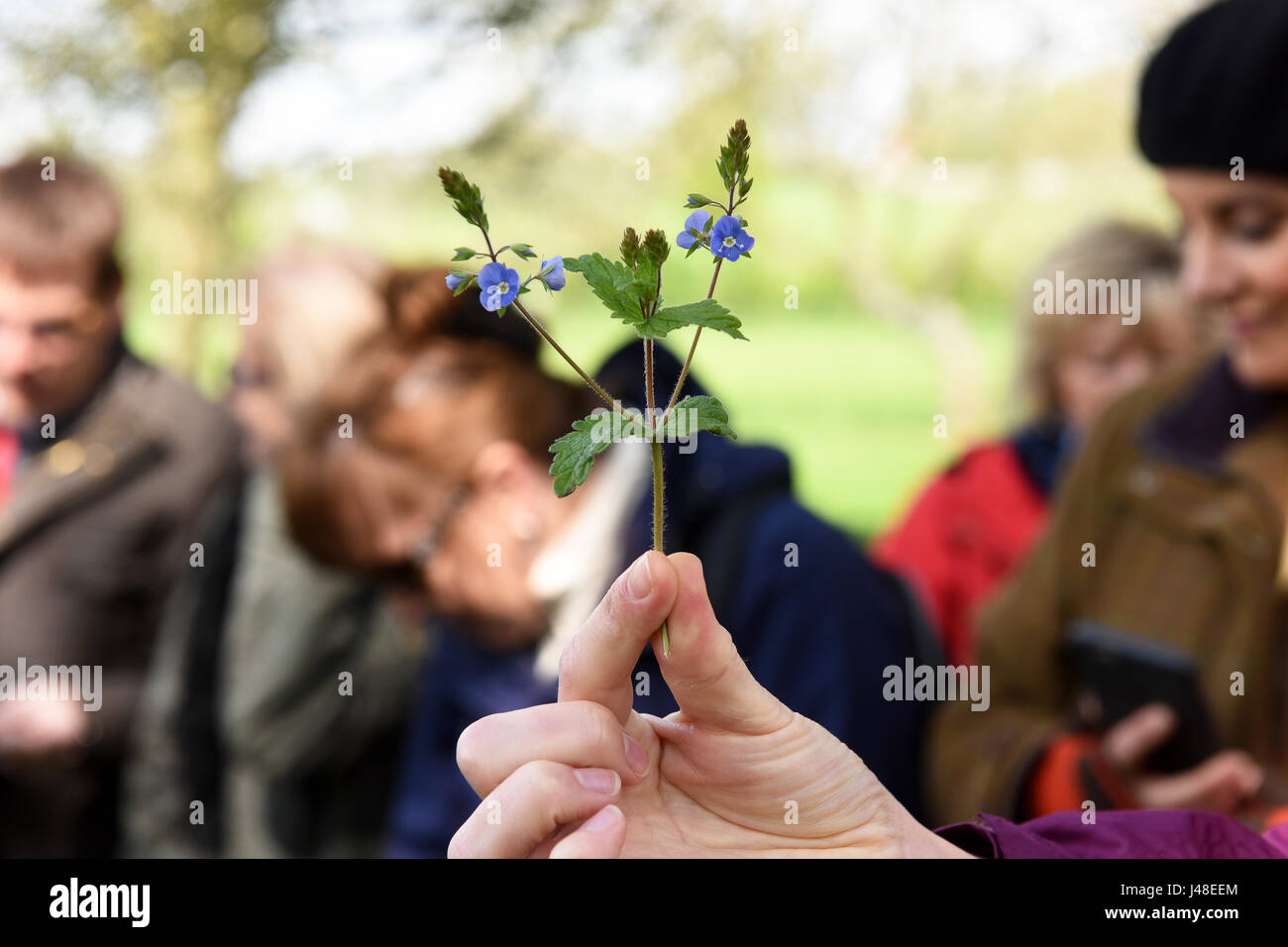 Germander speedwell uk hi-res stock photography and images - Alamy
