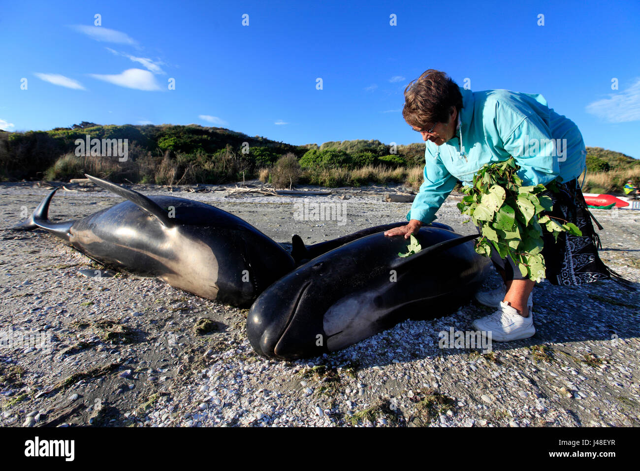 Mass pilot whale stranding at Farewell Spit, Golden Bay, New Zealand ...