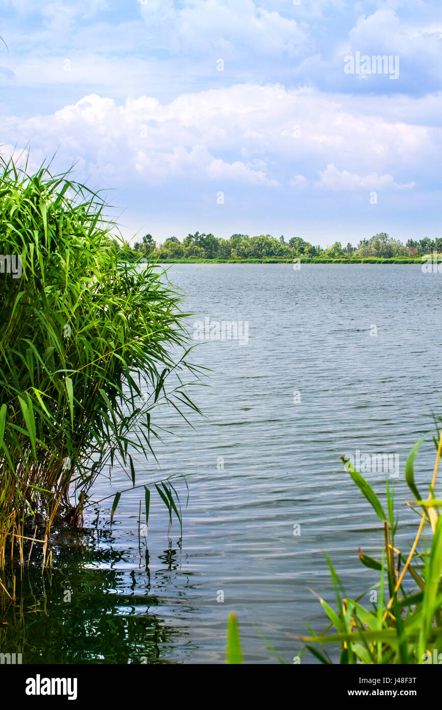 a Preview landscape river reeds and stems Stock Photo - Alamy