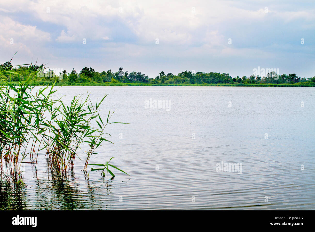 a Preview landscape river reeds and stems Stock Photo - Alamy