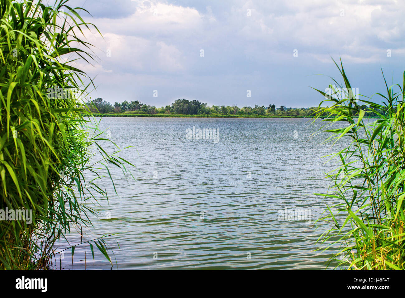 a Preview landscape river reeds and stems Stock Photo - Alamy