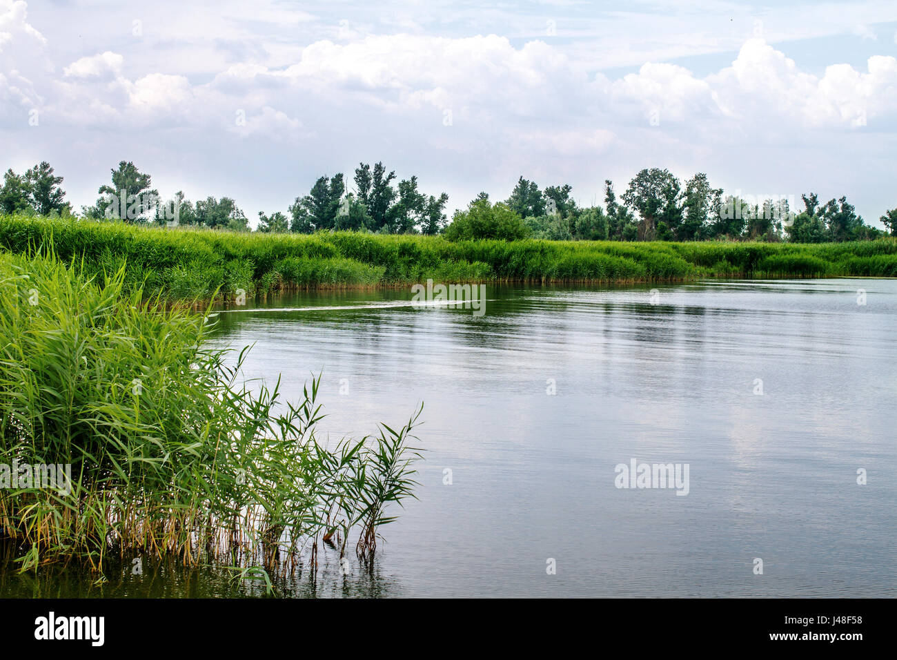 a Preview landscape river reeds and stems Stock Photo - Alamy