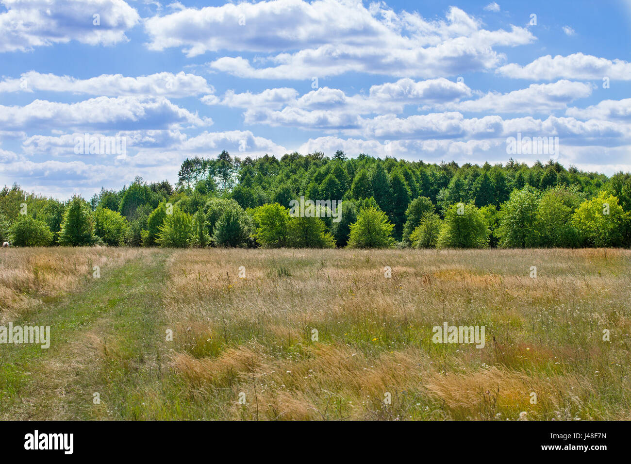 a landscape beautiful clouds over a large field near the forest Stock ...
