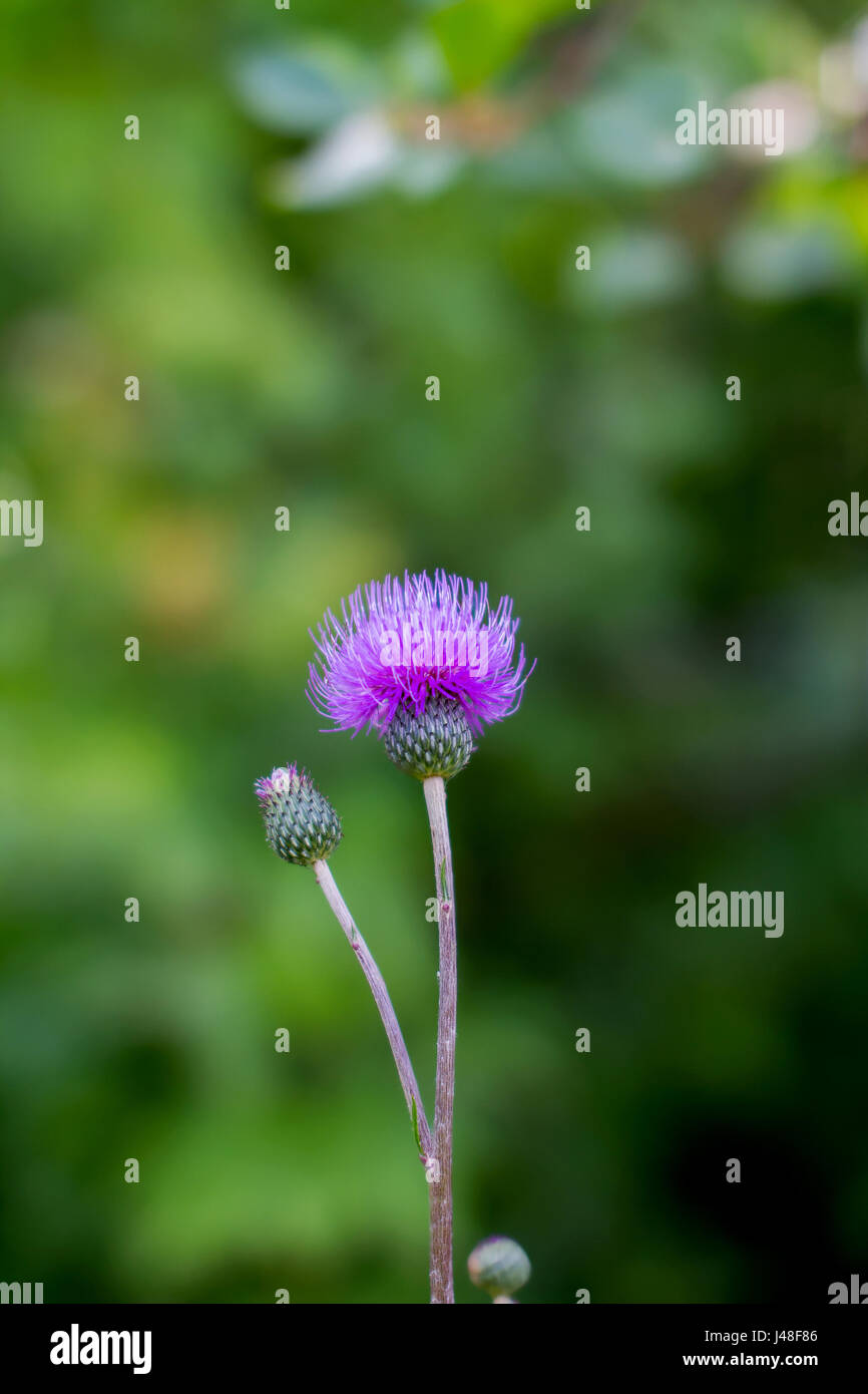 a Preview flowering weed plants in a meadow thistle Stock Photo - Alamy