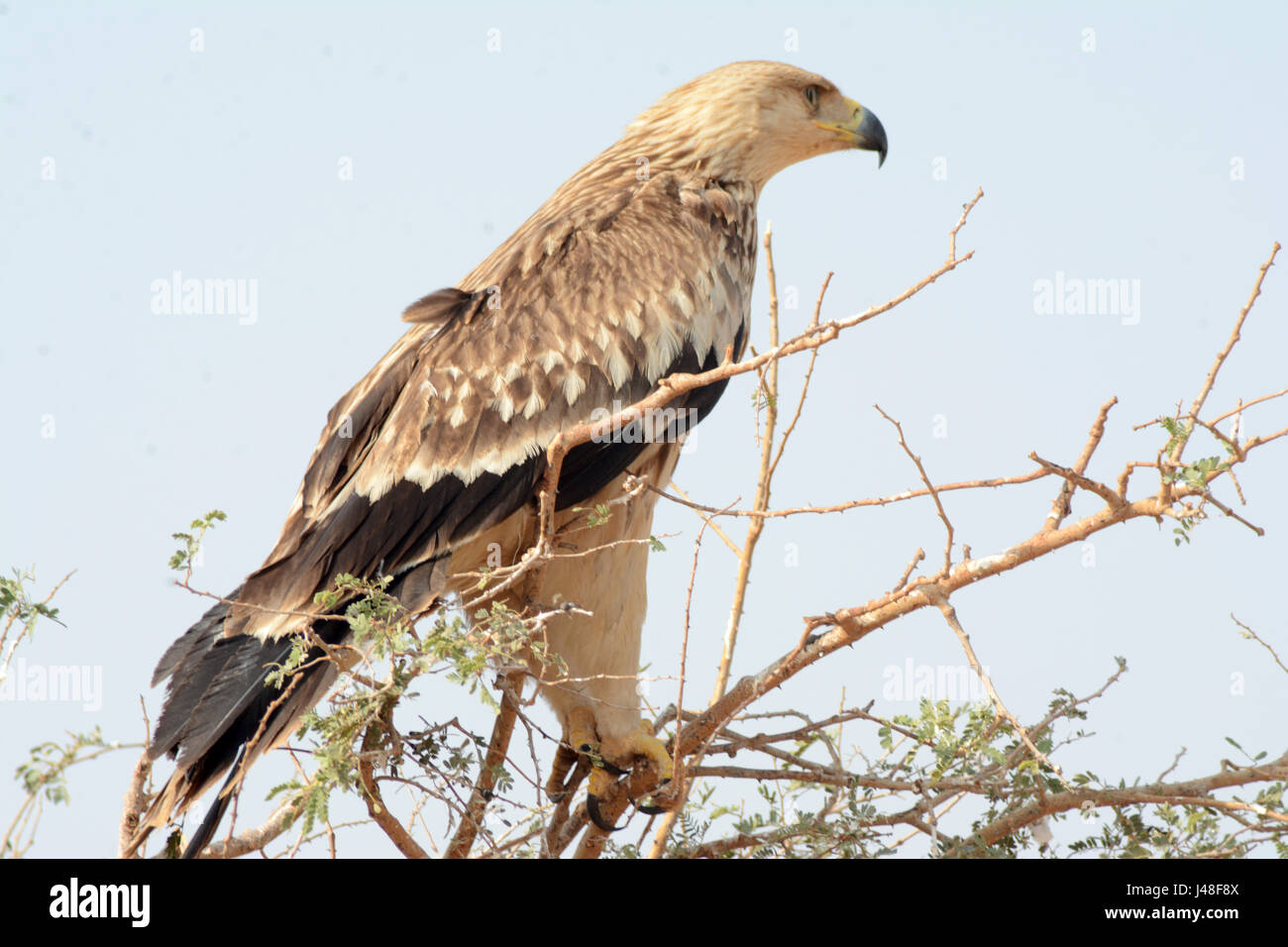 Eastern Imperial Eagle - Aquila heliaca Stock Photo - Alamy