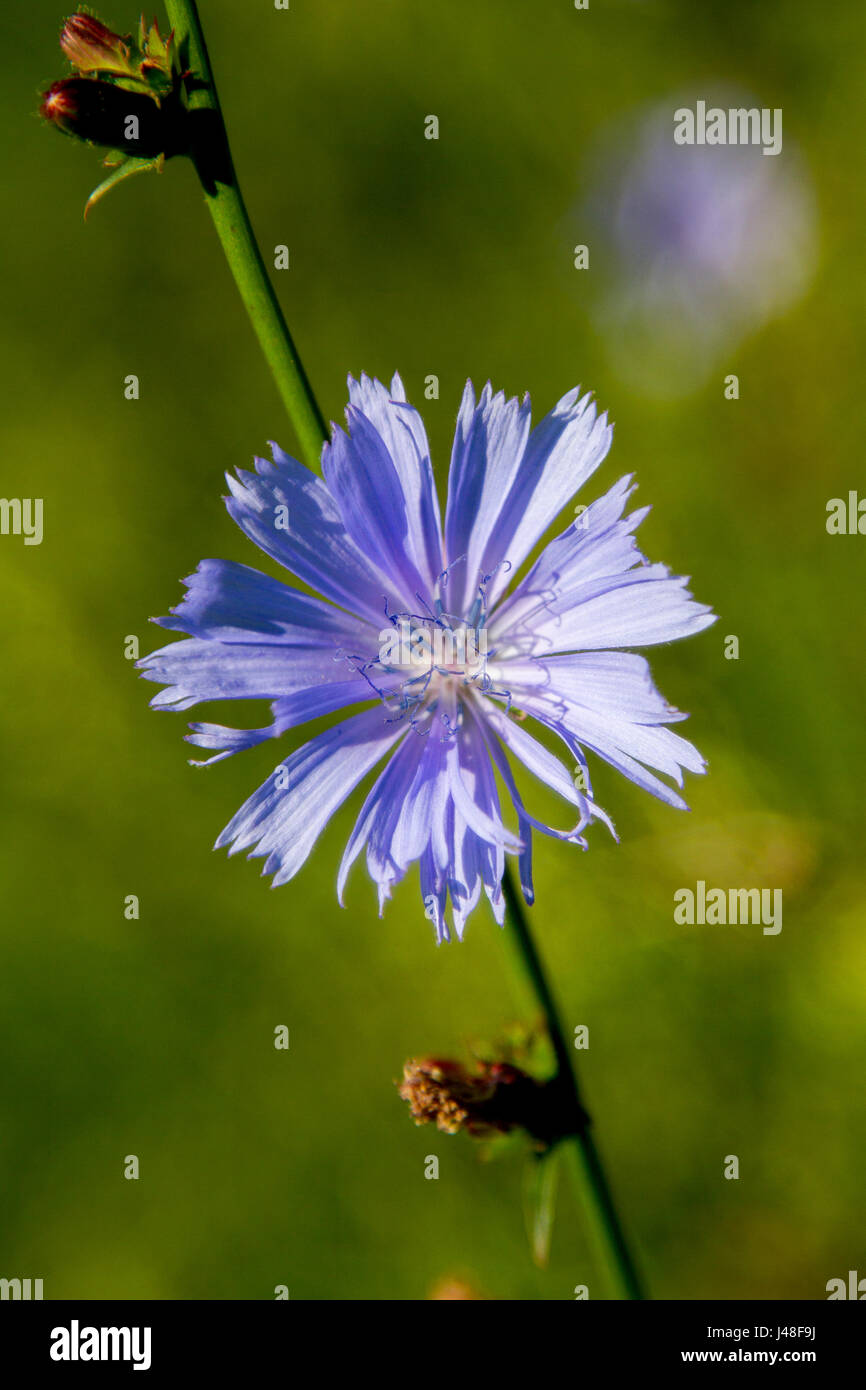 mage blooming beautiful flower wild chicoryc Stock Photo - Alamy