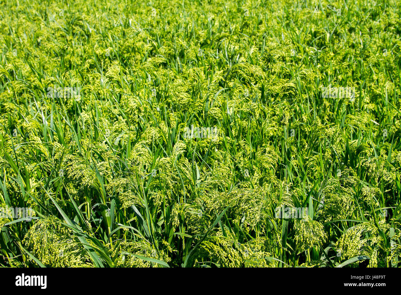 a Preview green field plant millet background Stock Photo - Alamy
