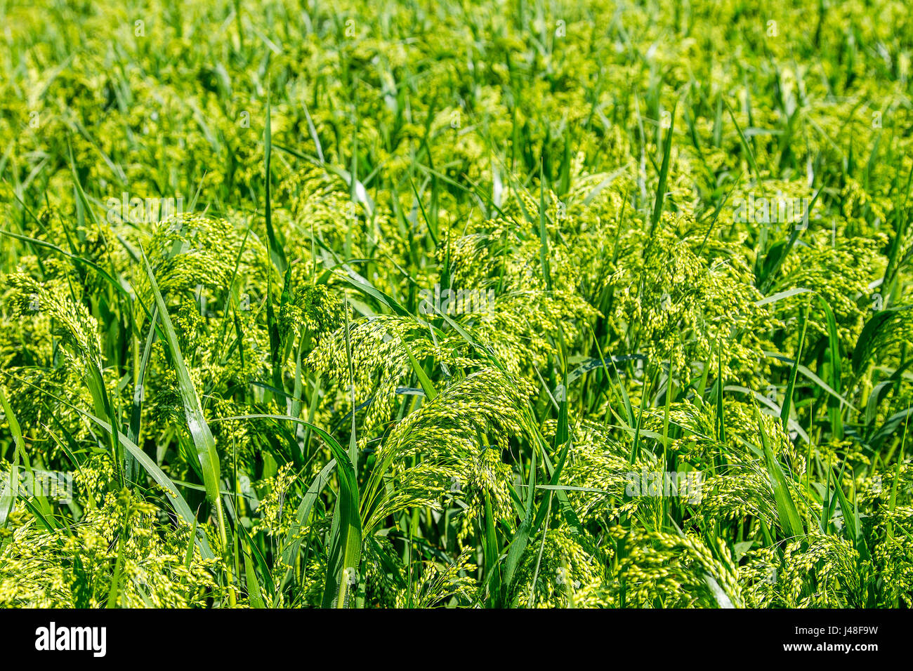 a Preview green field plant millet background Stock Photo - Alamy