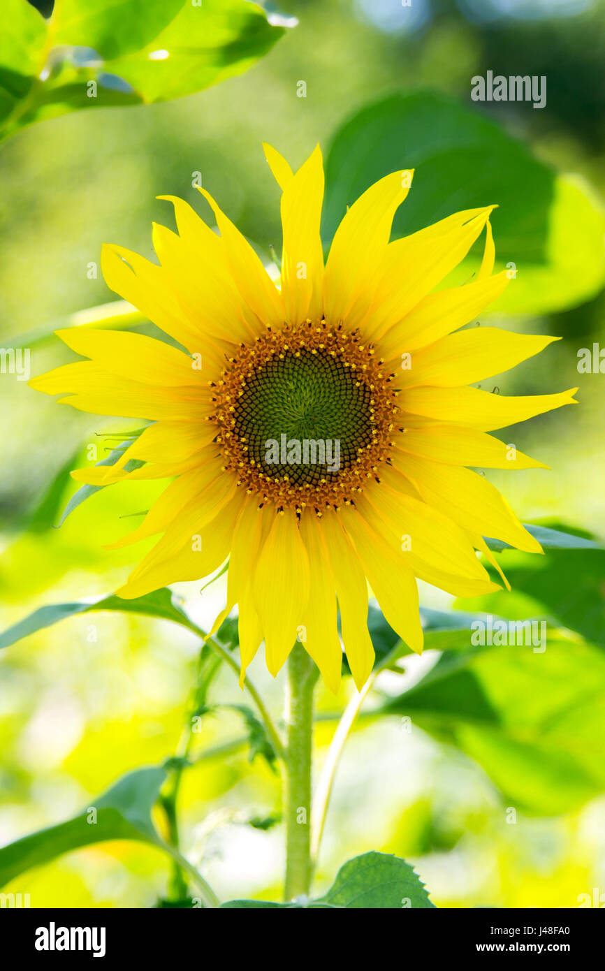 picture of a young flowering plant sunflowers Stock Photo - Alamy