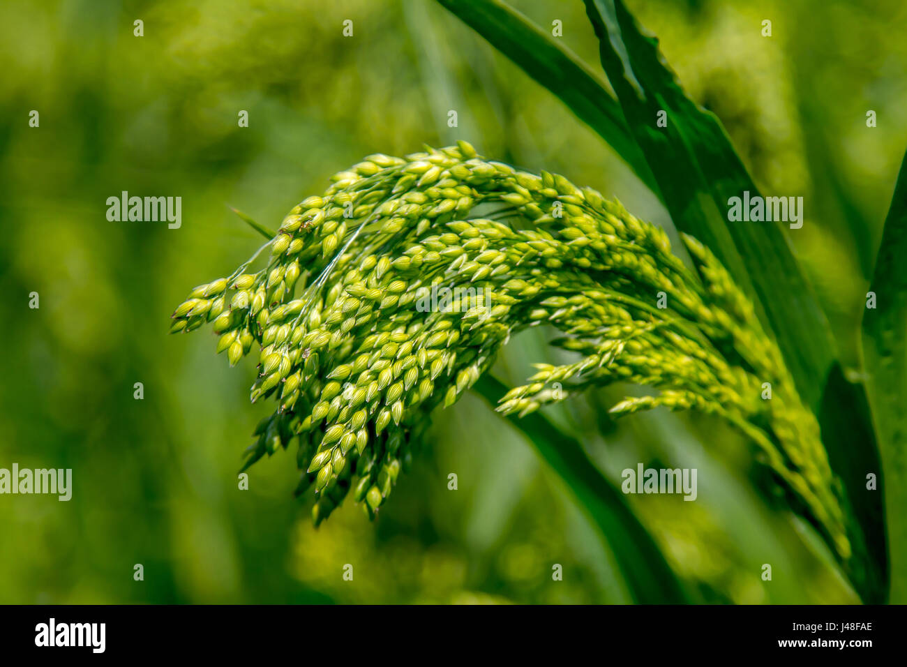 a Preview green field plant millet background Stock Photo - Alamy