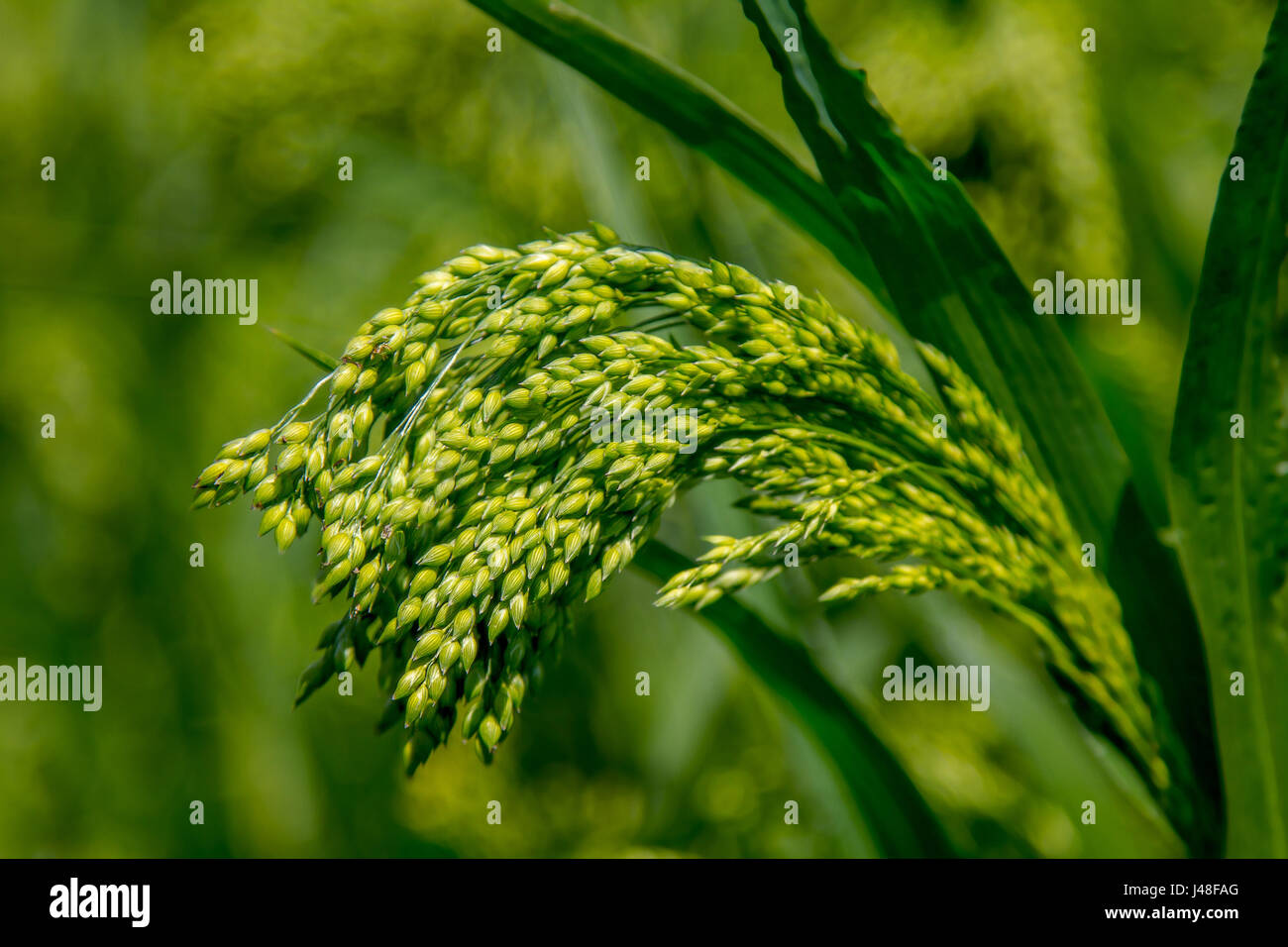 a Preview green field plant millet background Stock Photo - Alamy