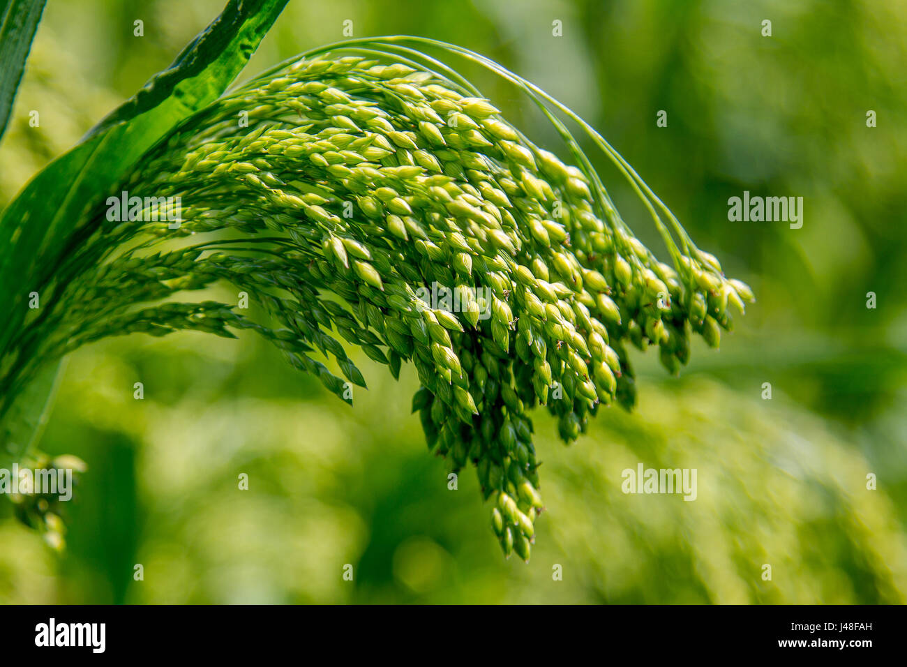 a Preview green field plant millet background Stock Photo - Alamy