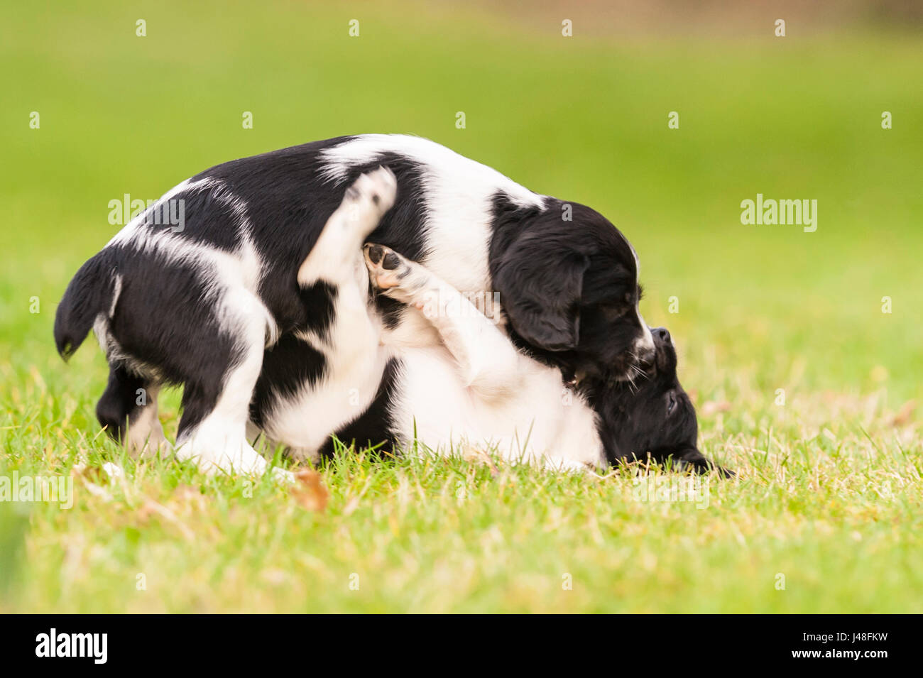 Two English Springer Spaniel puppies at 6 weeks old playing and showing ...