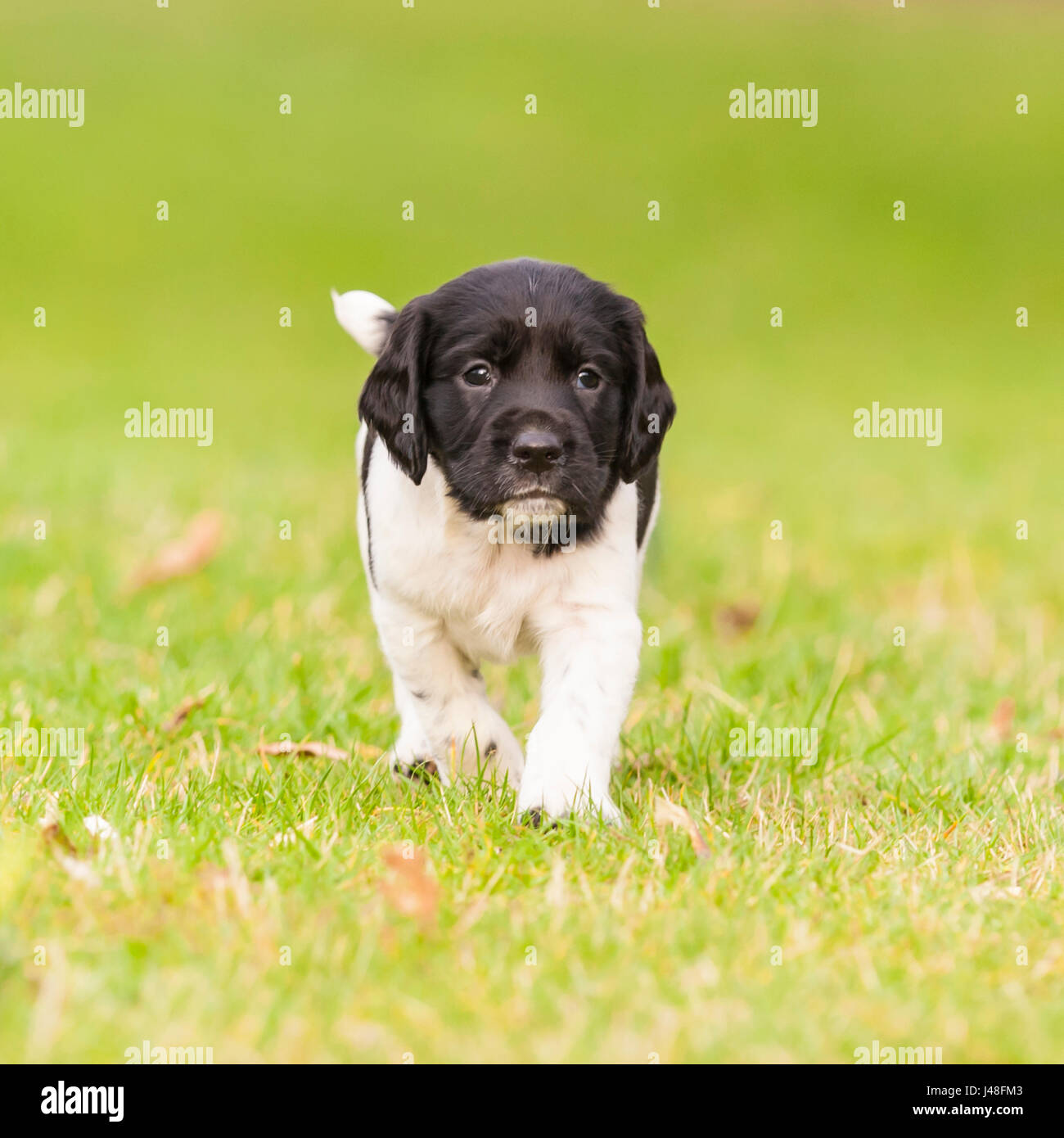 An English Springer Spaniel puppy at 6 weeks old exploring the garden ...