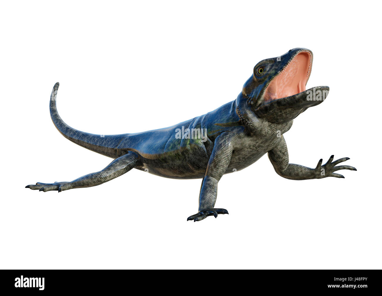 3D rendering of a large lizard chuckwalla isolated on white background ...