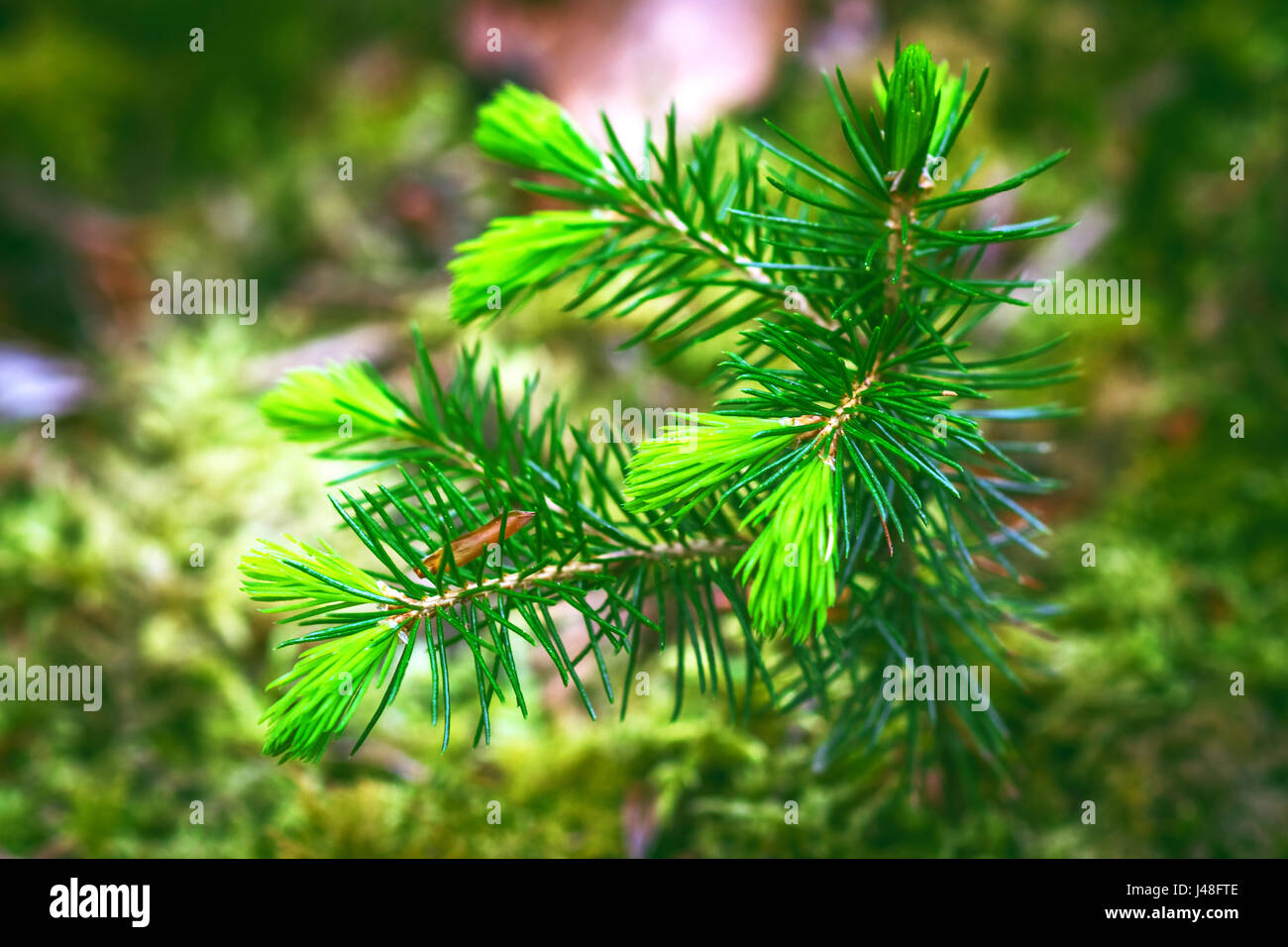 Young fir tree in forest Stock Photo - Alamy