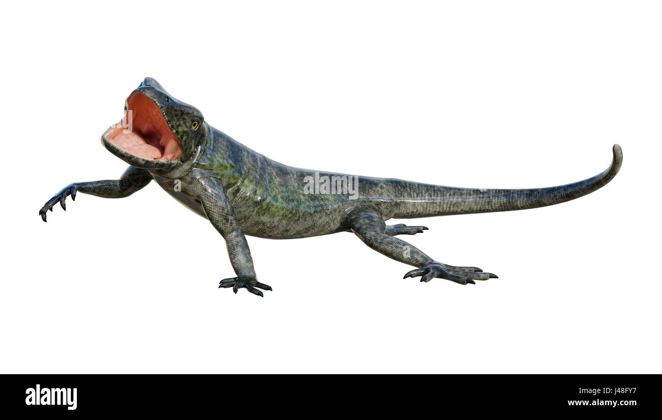 3D rendering of a large lizard chuckwalla isolated on white background ...