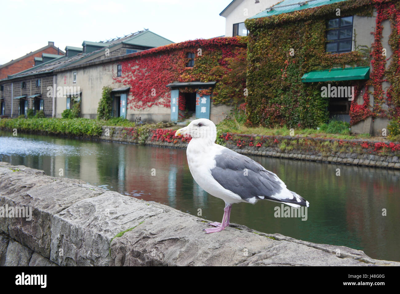 Seagull standing near otaru canal in autumn, Japan Stock Photo - Alamy