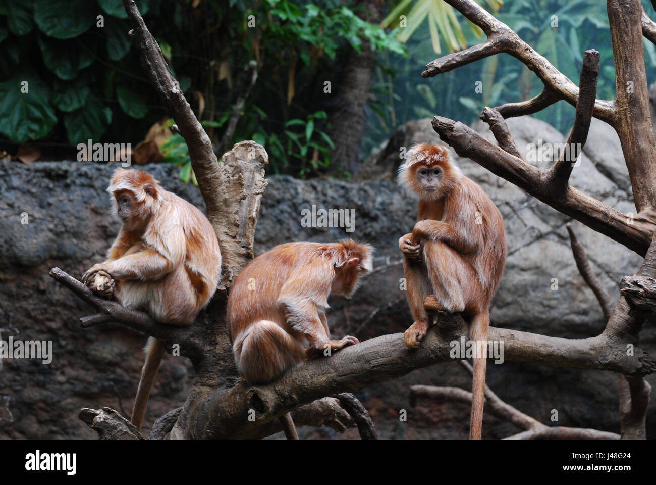 Trio of javan lutung monkeys all sitting in a tree Stock Photo - Alamy