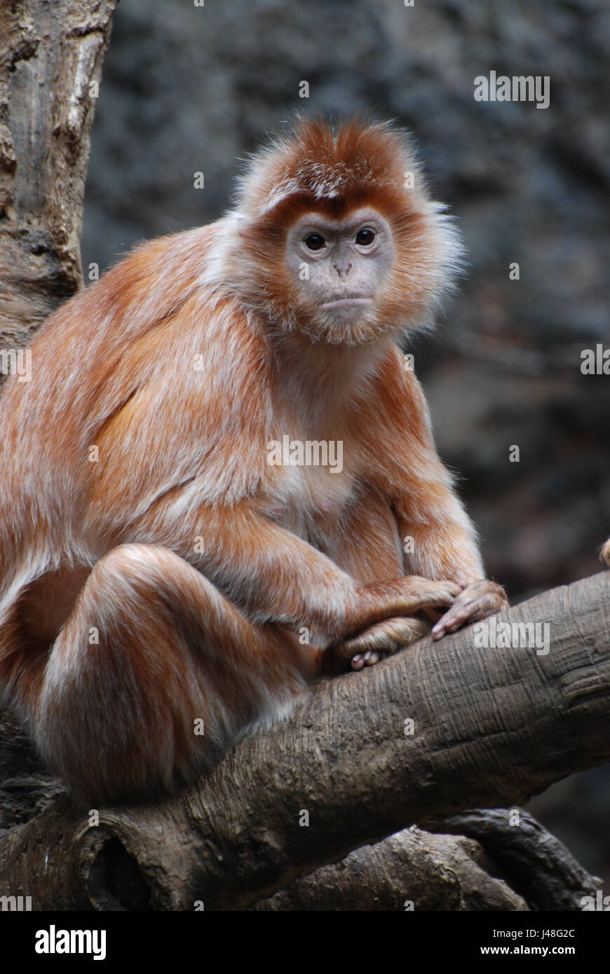 Langur Monkey Javan Lutung High Resolution Stock Photography and Images ...