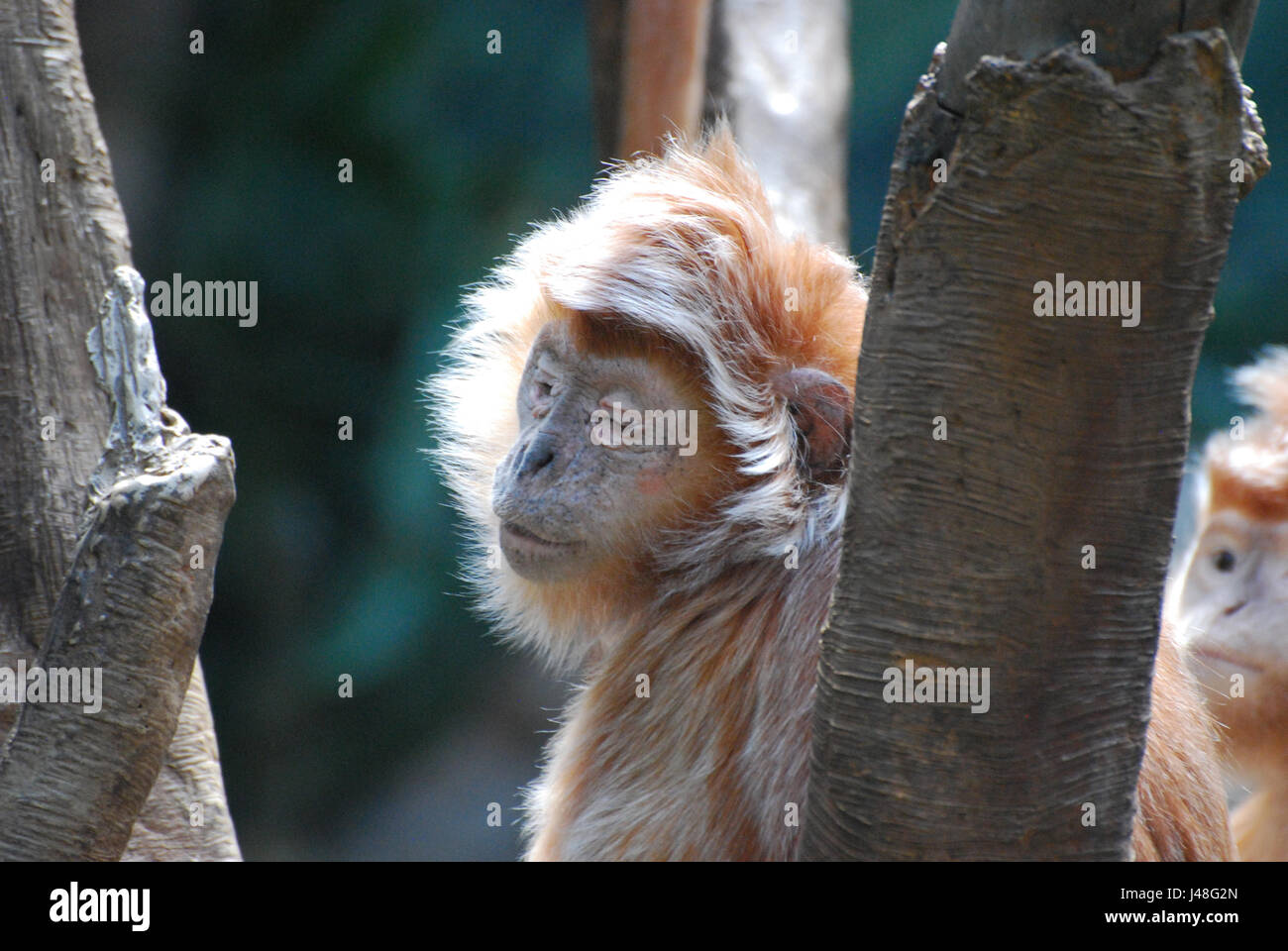 Langur monkey javan lutung hi-res stock photography and images - Alamy