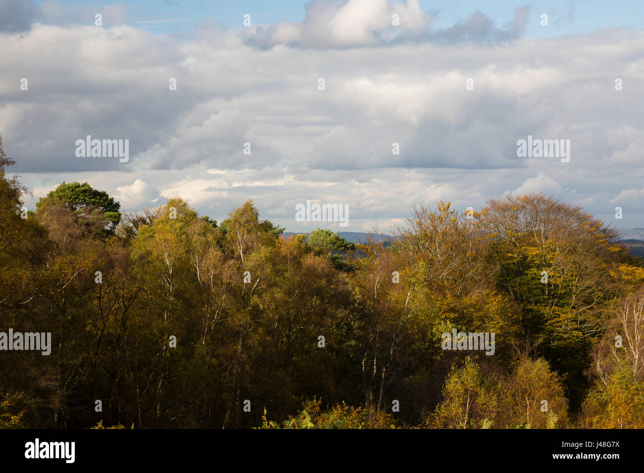 Ashdown forest view hi-res stock photography and images - Alamy