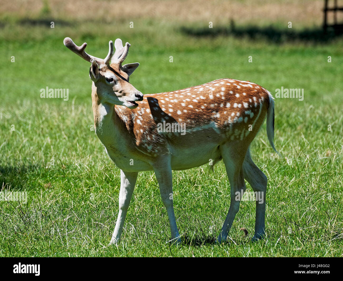 Deer Looking Back Park High Resolution Stock Photography and Images - Alamy