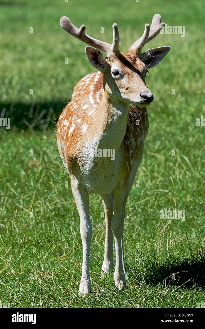 Close-up profile of a Fallow deer buck looking to the right Stock Photo ...