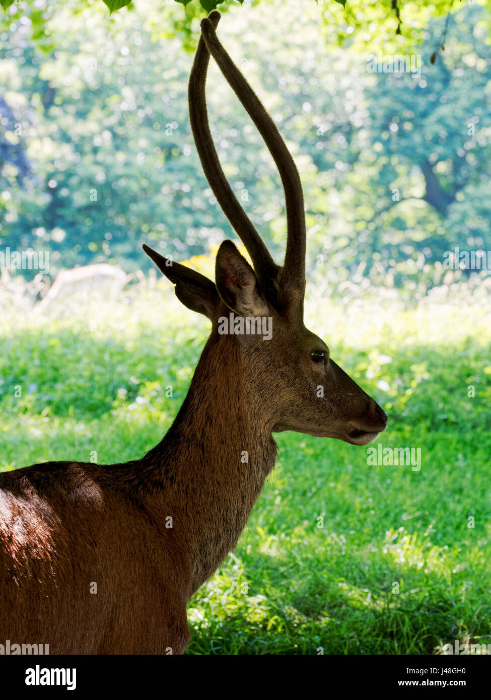 A Red Deer stag sitting in the shade Stock Photo - Alamy