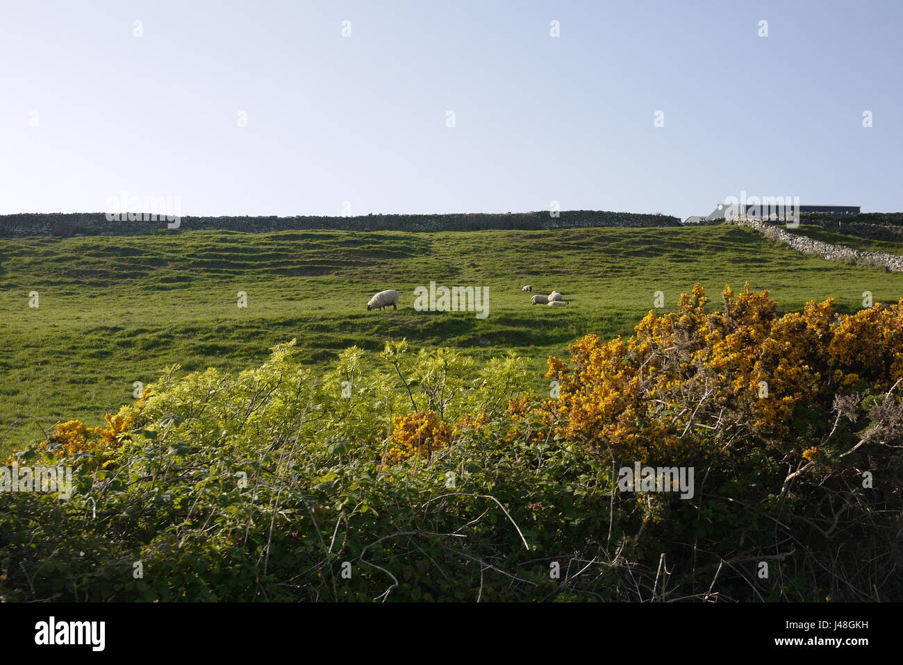 Irish country lane hi-res stock photography and images - Alamy