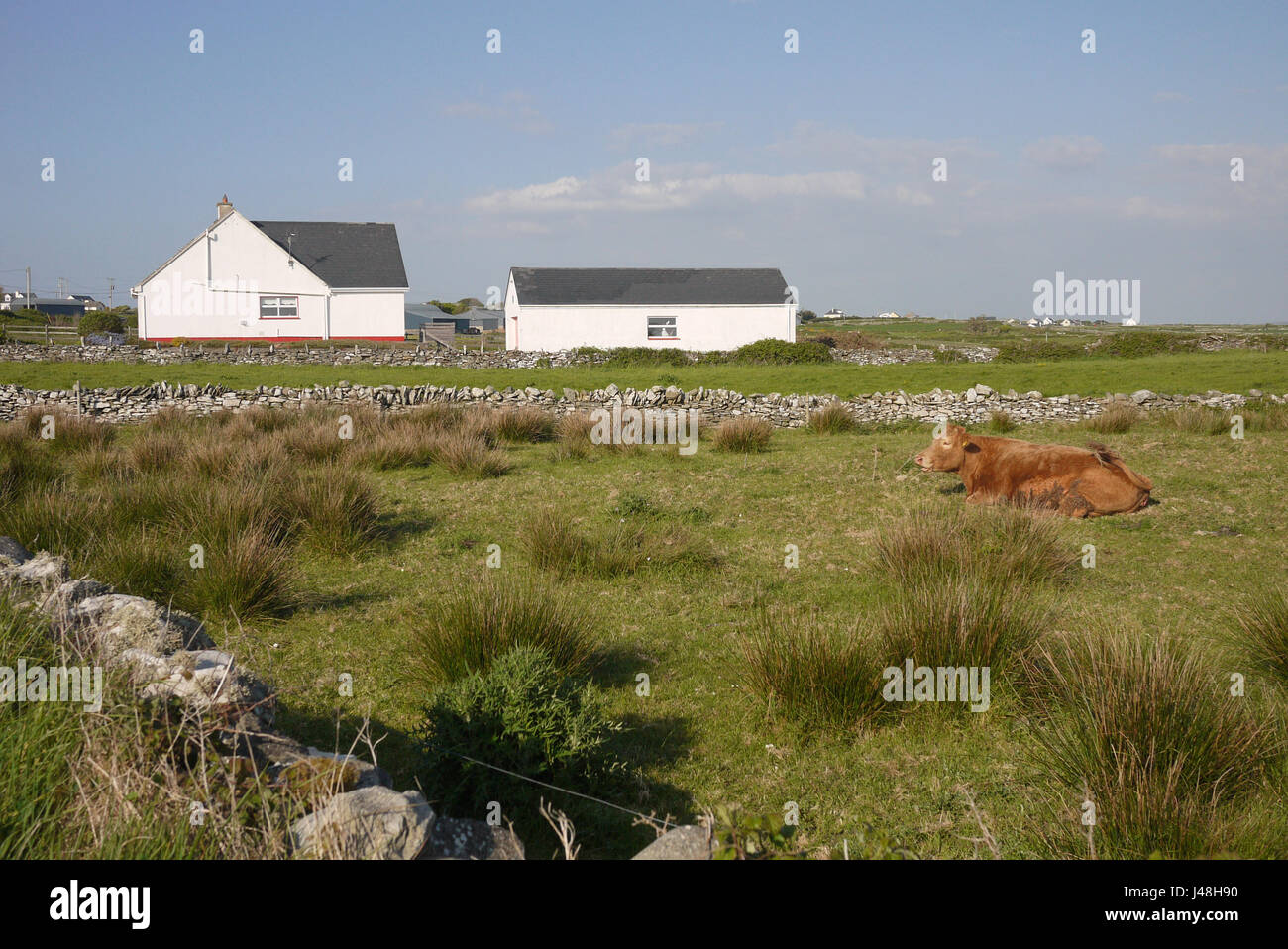 The Field.Typical Irish landscape/field Stock Photo - Alamy