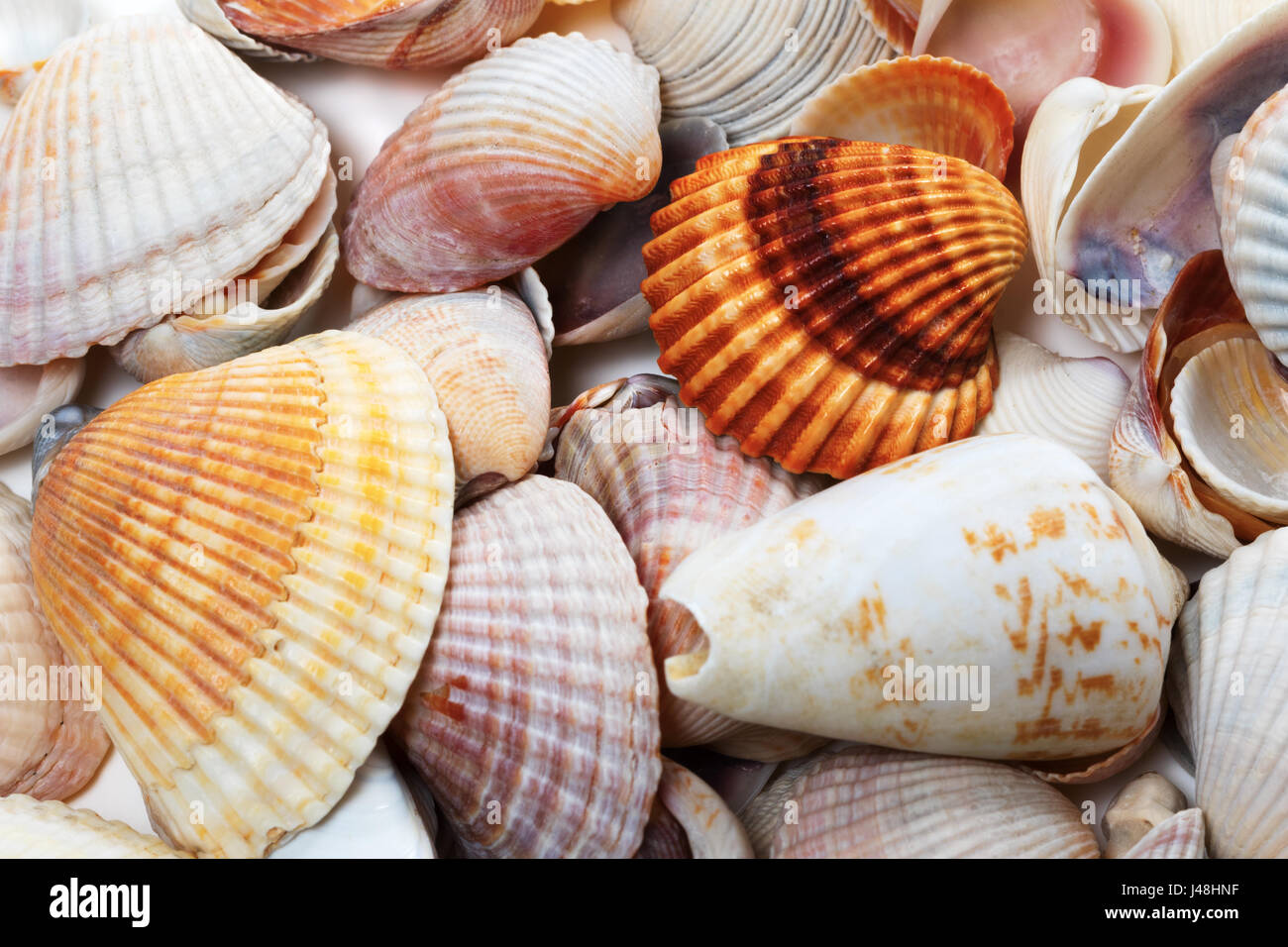 Sunlight various seashells in summer Stock Photo - Alamy
