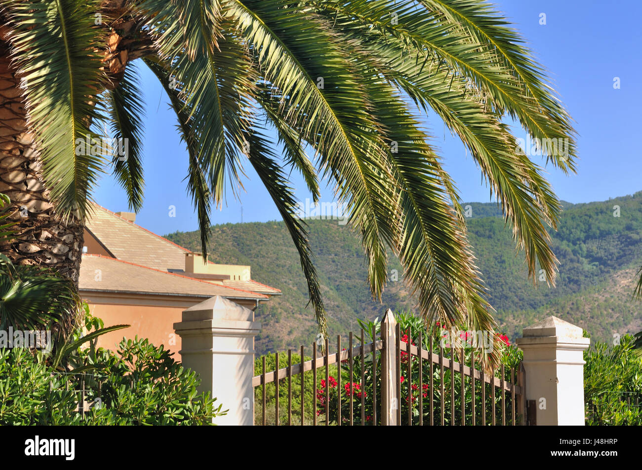 palm leaf above a gate of a villa Stock Photo - Alamy
