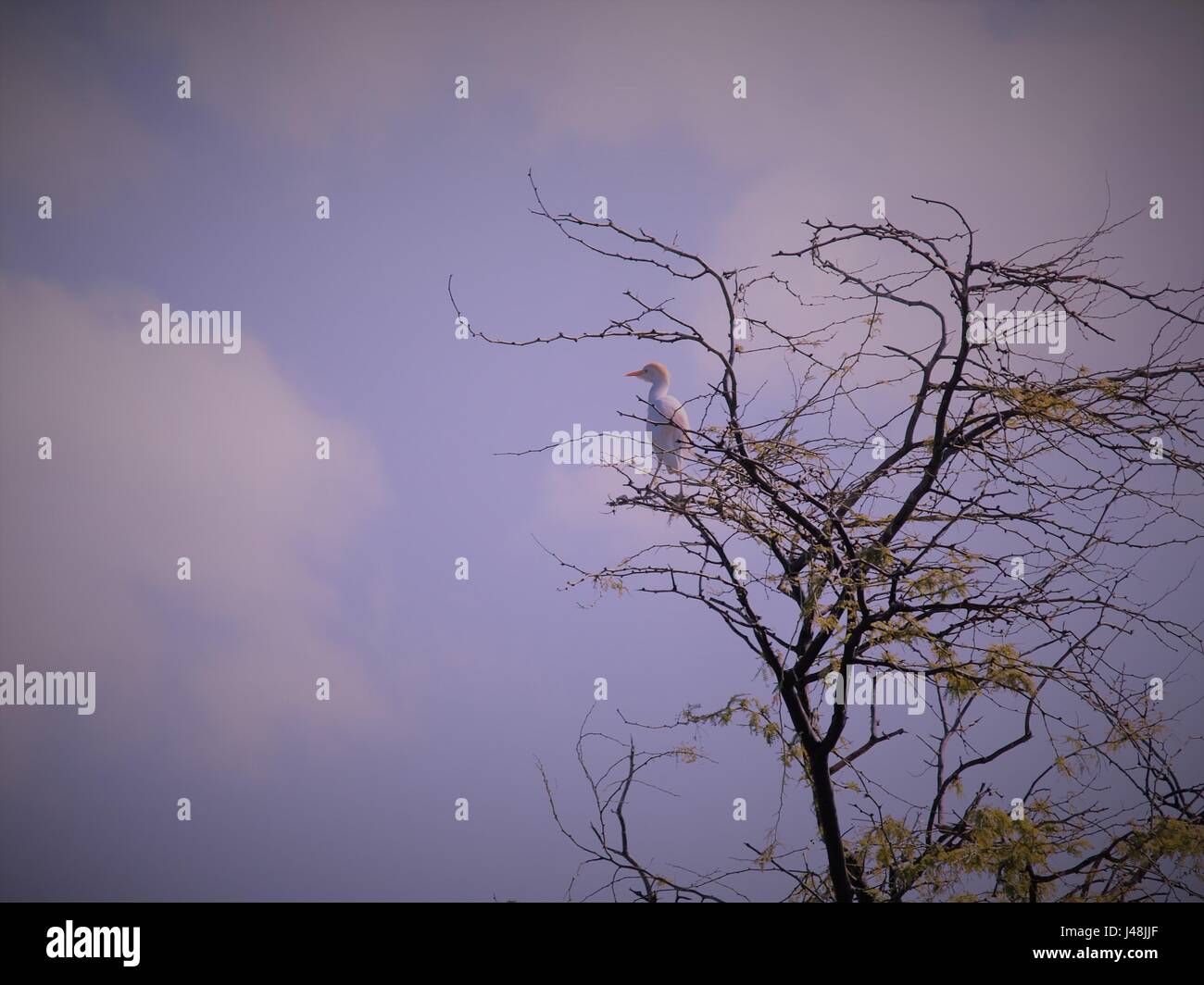 Lookout to the Ocean Stock Photo - Alamy