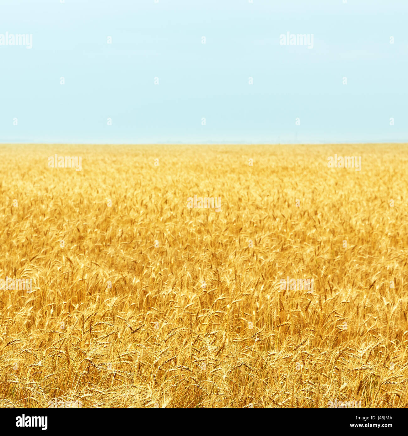 field of ripe wheat Stock Photo - Alamy