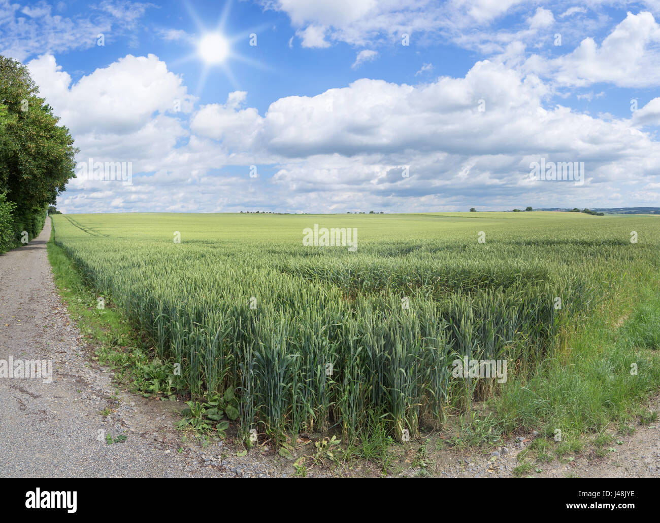 Grain field in sunshine hi-res stock photography and images - Alamy