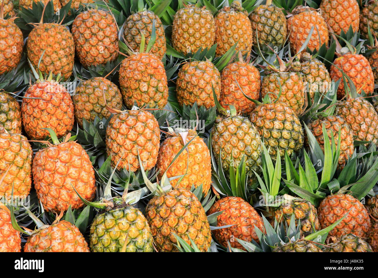 Pineapple harvesting at Madhupur in Tangail, Bangladesh Stock Photo - Alamy